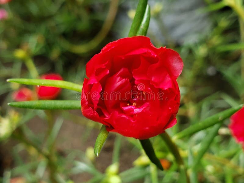 A Single Red Rose Bud with Green Stems Stock Image - Image of macro ...