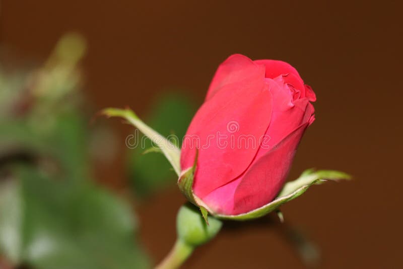 Single red rose bud stock image. Image of unopened, flower - 178503313