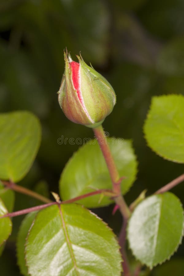 Single red rose bud stock image. Image of gesture, leaves - 255294105