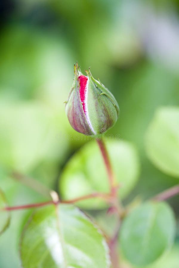 Single red rose bud stock image. Image of green, love - 255294107