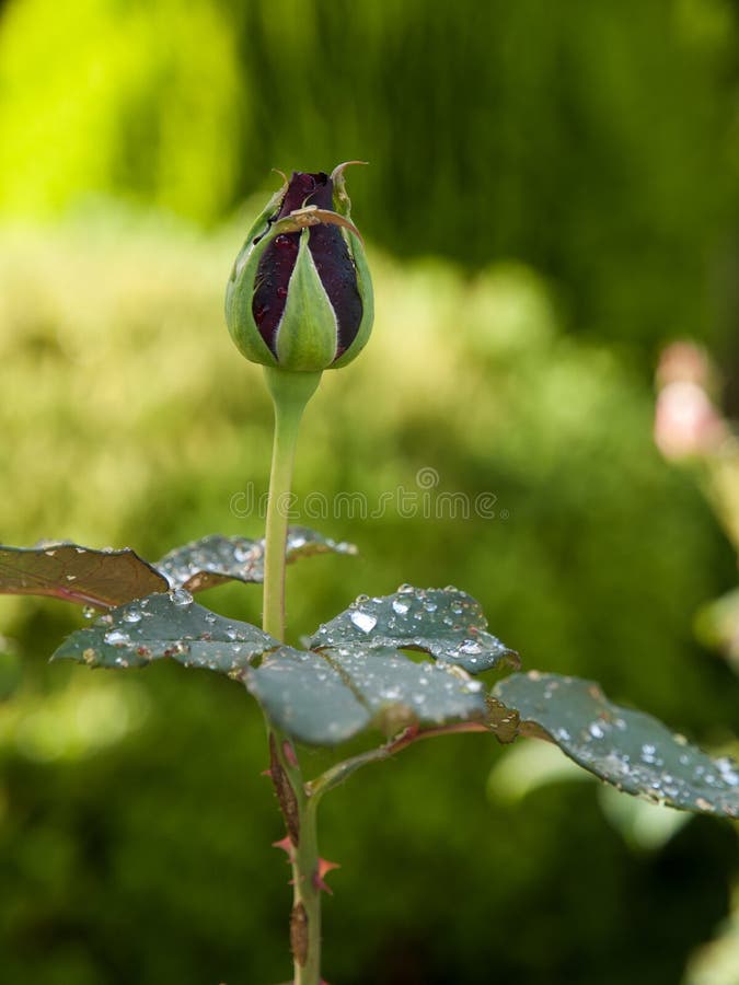 A single red rose bud stock photo. Image of concept - 106883682