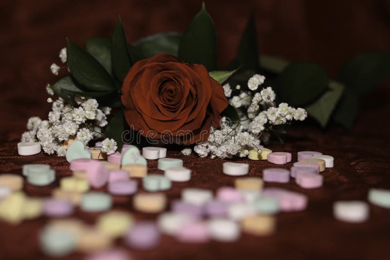 Red rose and candy hearts stock photo. Image of valentine - 206370106