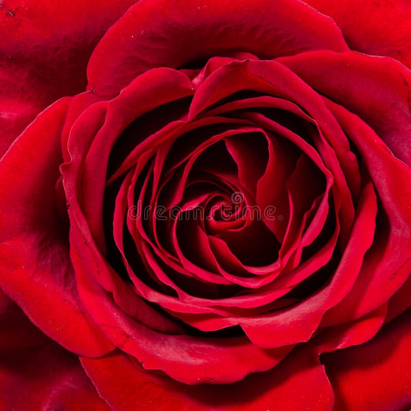 Single red rose close up stock photo. Image of petals - 48963864