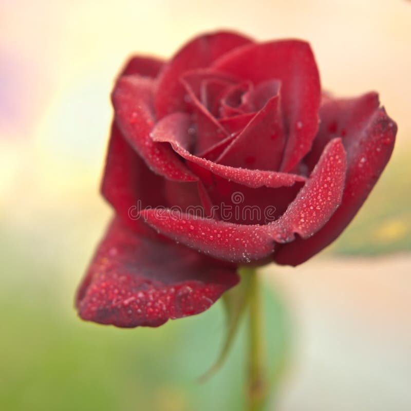 Single red rose stock photo. Image of macro, rose, close - 44799458