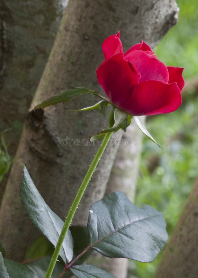 Single Red Rose in Deep Depth of Field Stock Image - Image of couples ...