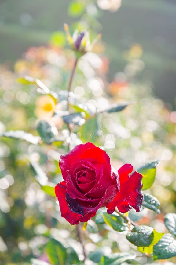 Single Red Rose with Dew Drop and Lighting in the Garden Stock Photo ...