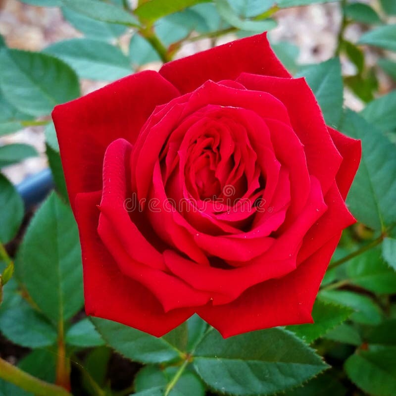 Single Red Rose stock photo. Image of valentines, garden - 61740978