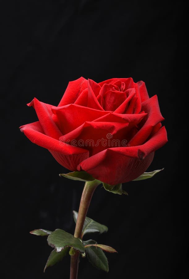 A single red rose flower stock image. Image of isolated - 97027511