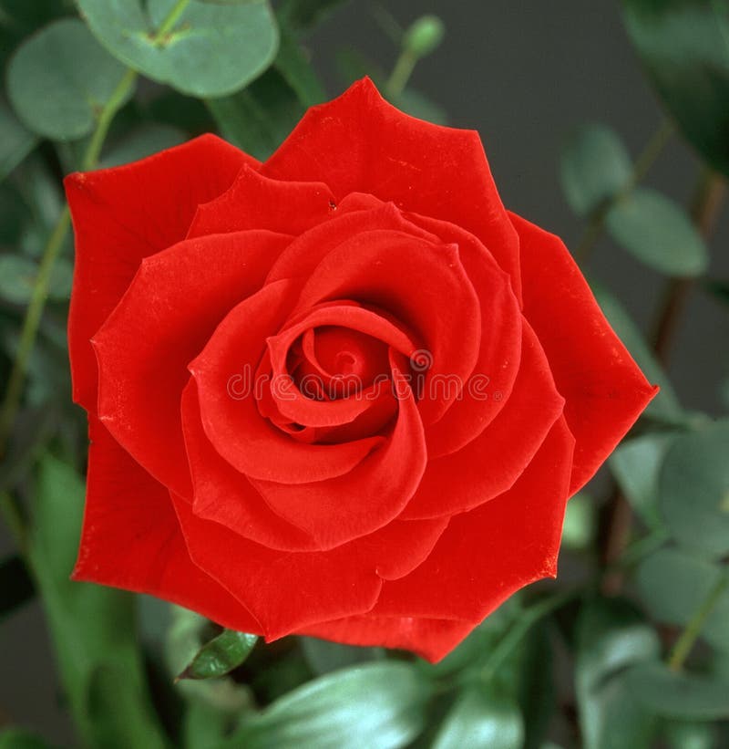 A single Red Rose stock photo. Image of romantic, closeup - 159244572