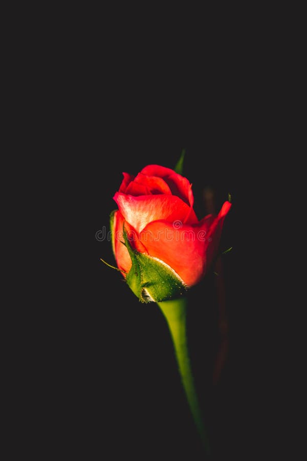 Single Red Rose Flower Isolated on Black Background, Symbol of True ...