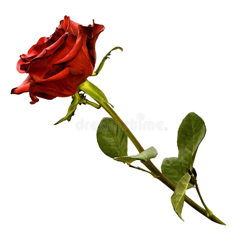 Single red rose flower stock image. Image of petal, composition - 331686841
