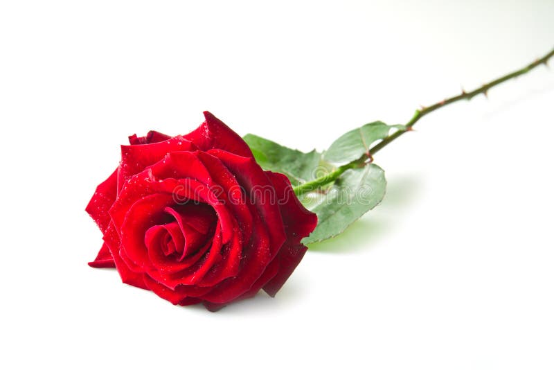 Single Red Flower White Background