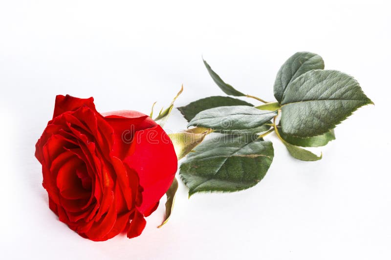 Single Red Rose Flower Isolated on White Stock Image - Image of fresh ...