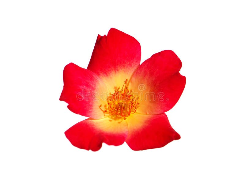 Single Red Rose Flower Isolated on White Stock Image - Image of nature ...