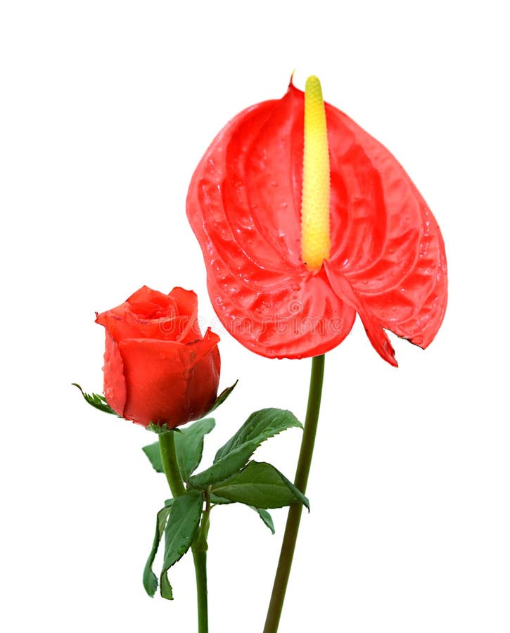 Red Single Rose Flower in White Background. Stock Photo - Image of ...