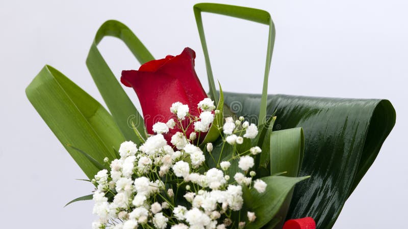 Single Red Rose stock image. Image of blossom, botanical - 93152615