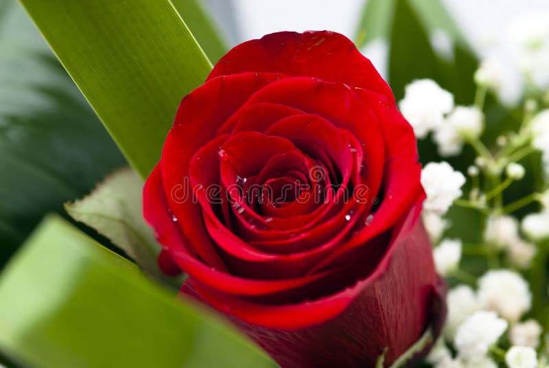 Single Red Rose stock photo. Image of botanical, light - 93152852