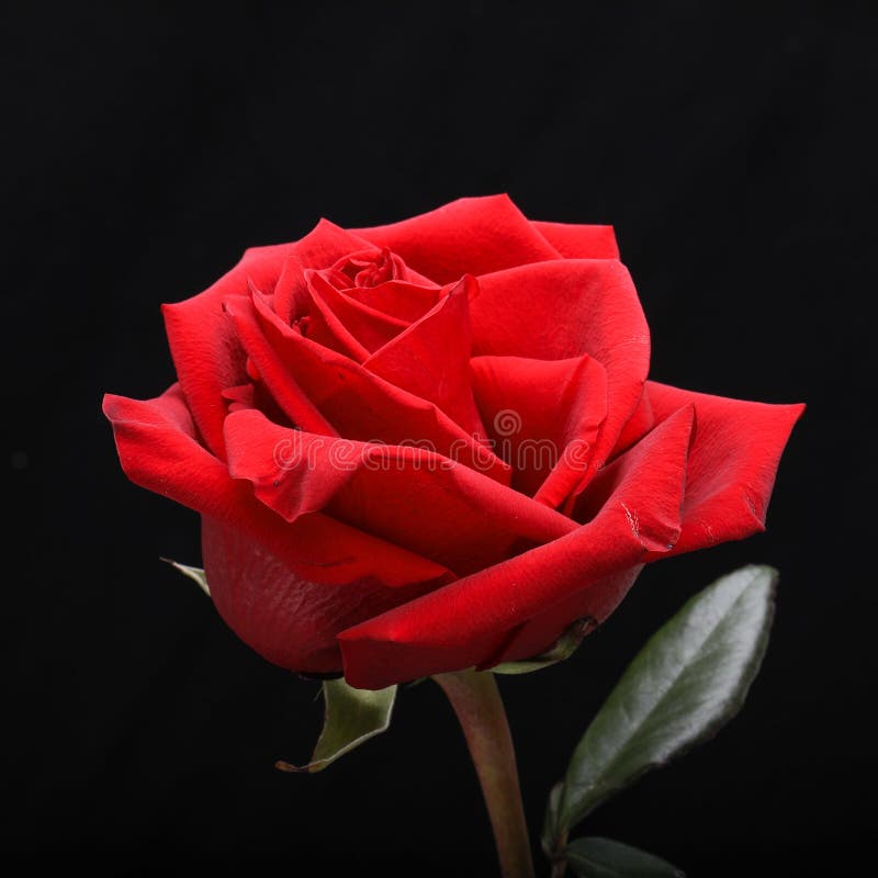 195 Single Dark Red Rose Full Bloom Photos - Free & Royalty-Free Stock ...