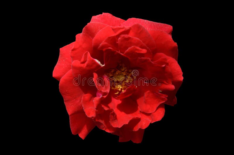 Single Red Rose Flower Top View Isolated Black Stock Photo - Image of ...