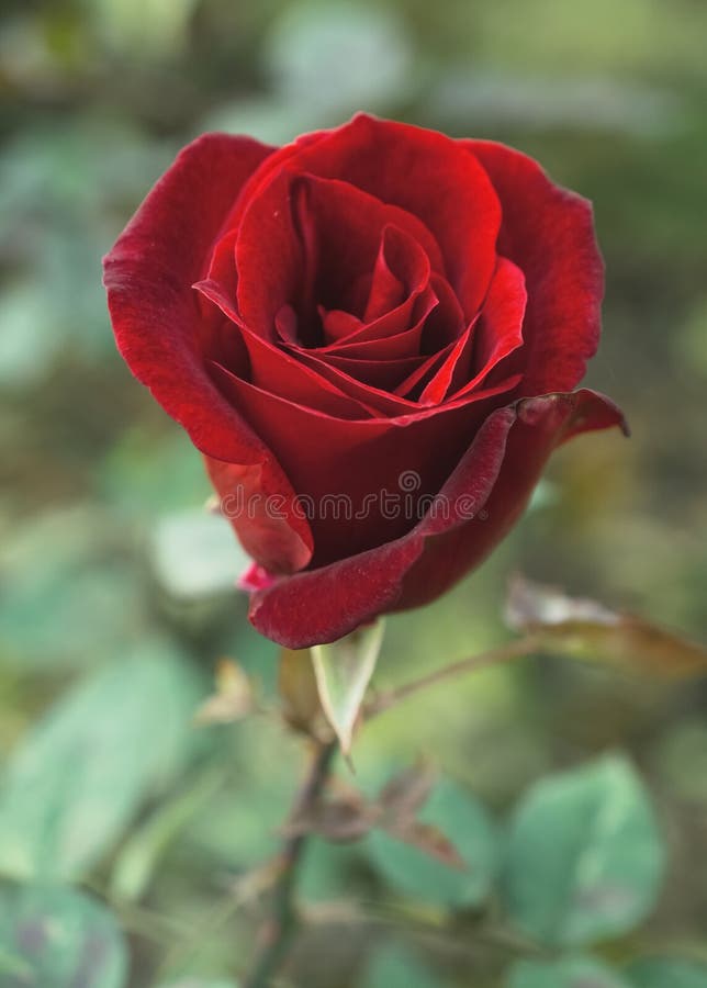 Single red rose stock photo. Image of green, floral, garden - 80027102