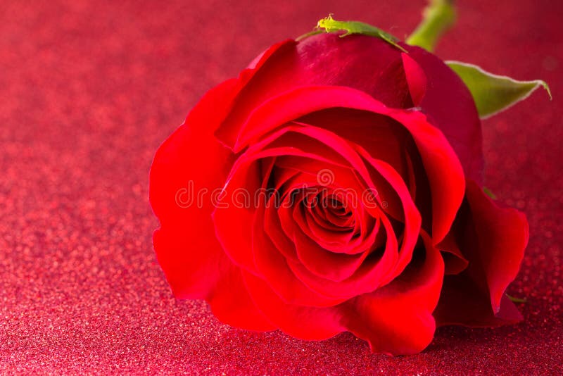 Single Red Rose on a Red Glitter Table Stock Photo - Image of rose ...