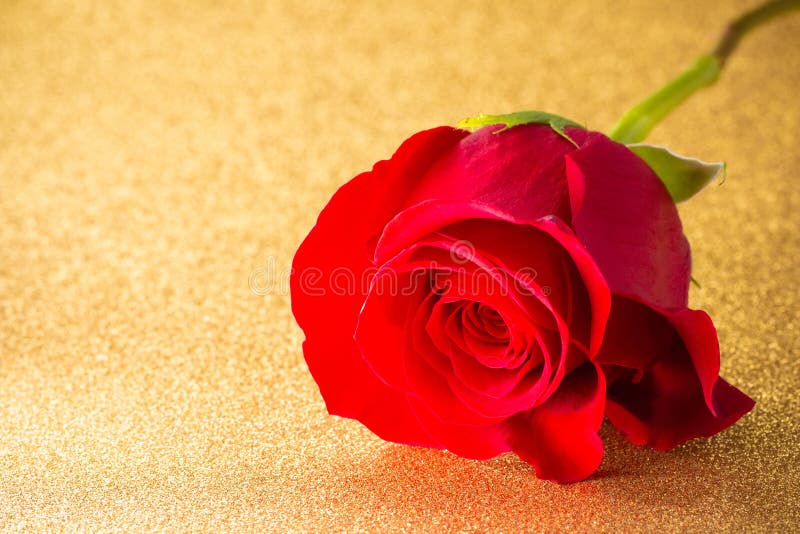 Single Red Rose on a Golden Table Stock Image - Image of rose, area ...