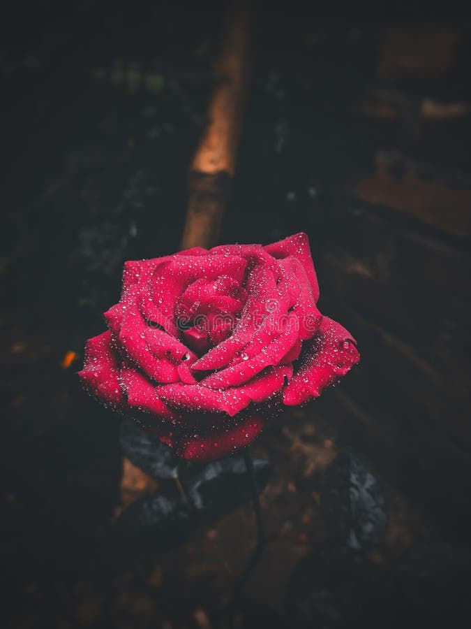 Single Red Rose Illuminated by the Moonlight at Night, Its Delicate ...