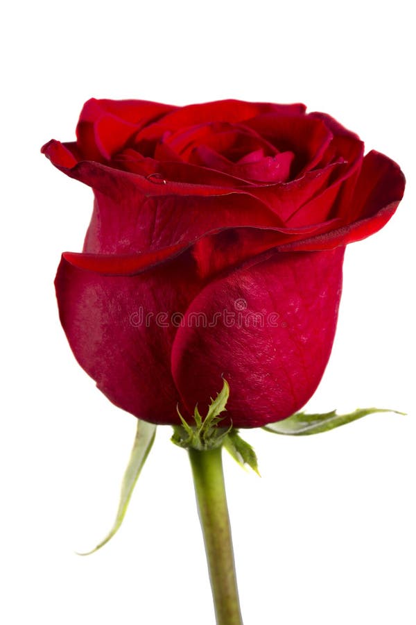 Single red rose stock photo. Image of shot, studio, water - 30594702