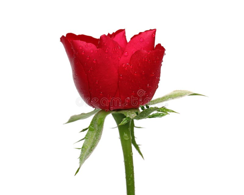 Single Red Rose Isolated on White Stock Photo - Image of nature, flora ...