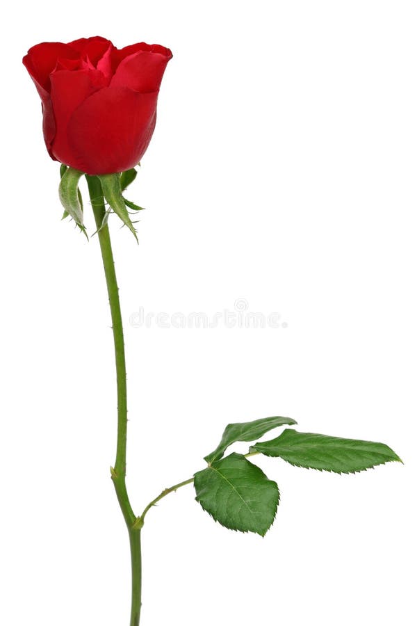 Single Red Rose Isolated on White Stock Photo - Image of nature, flora ...