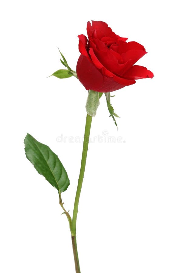 Single Red Rose Isolated on White Stock Photo - Image of nature, flora ...