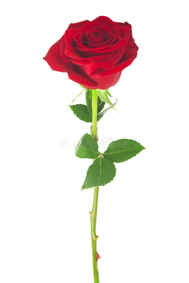 1,600+ Single rose red Free Stock Photos - StockFreeImages