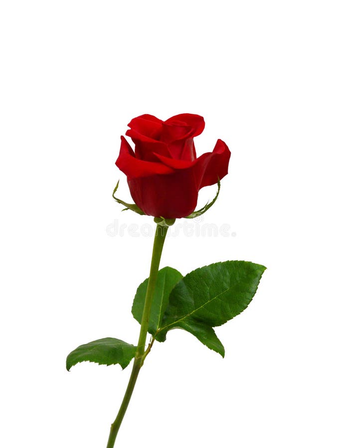 Red Rose Isolated on White Background Stock Image - Image of passion ...