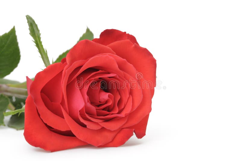 Single Red Rose in Glass on Blue Wood Table Stock Photo - Image of ...