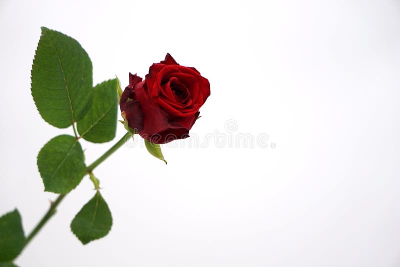 One red rose stock photo. Image of flower, copy, background - 171245982