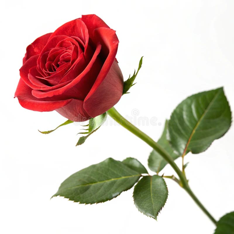 Single Red Rose Isolated on White Background Stock Illustration ...