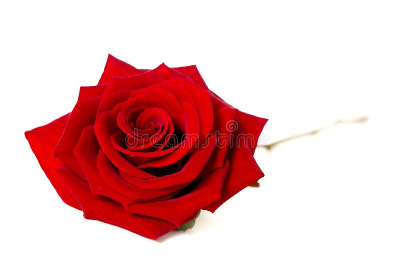 Single Red Rose Isolated on a White Background Stock Image - Image of ...