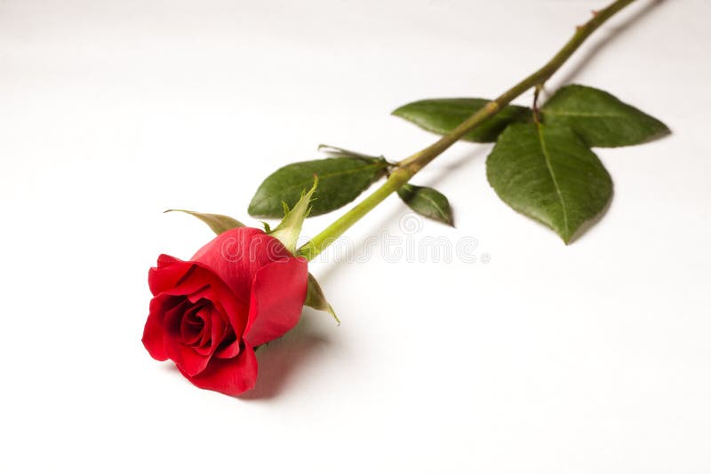 SIngle Red Rose Isolated on White Stock Image - Image of background ...