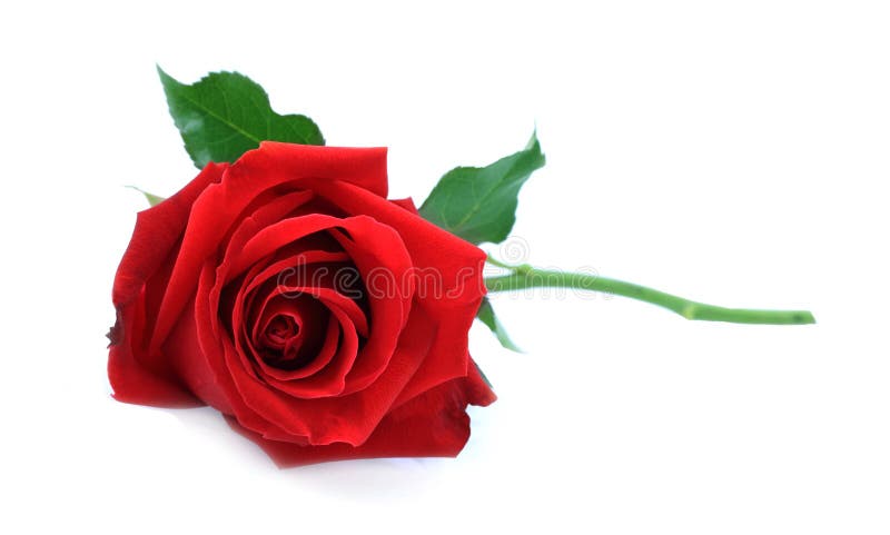 Single Red Rose Lay Down White Table Stock Images - Download 3 Royalty ...