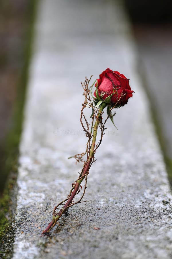 A Single Red Rose Lies on a Stone Surface. Stock Illustration ...
