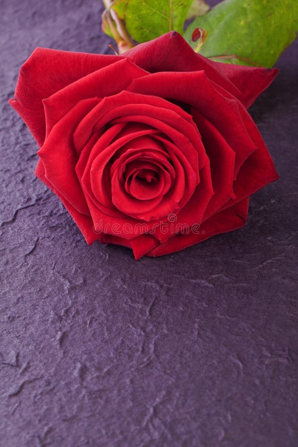 Red rose with love stock image. Image of nature, symbol - 4122713