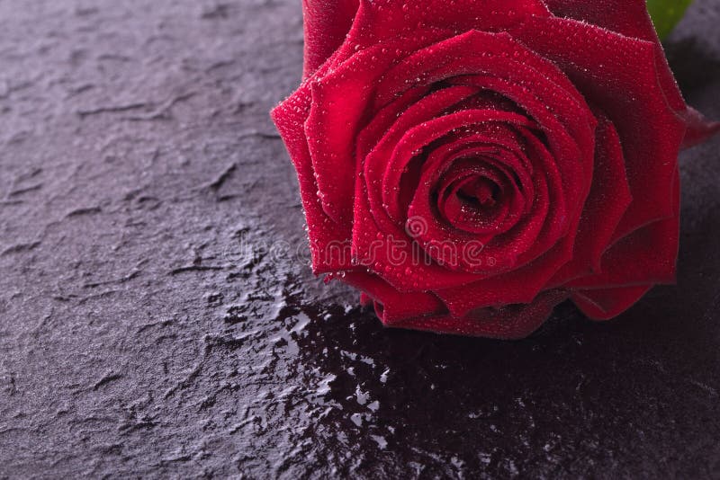 Single red rose stock photo. Image of single, nature - 31113348