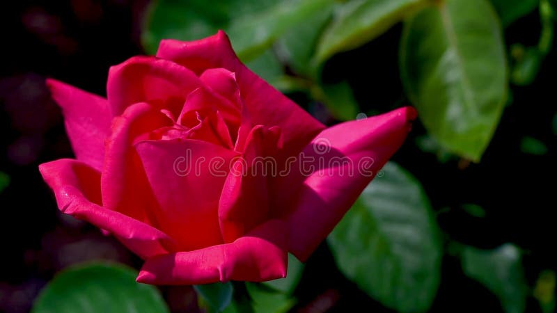 Single Red Rose Moving in the Wind As the Focus Bleeds Off Stock Video ...