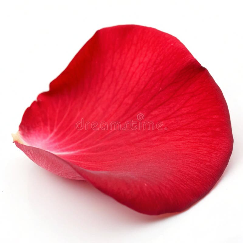 Single Red Rose Petal Isolated on White Background Stock Illustration ...