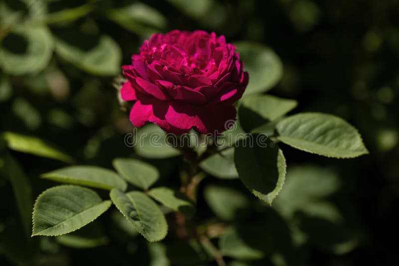 Single red rose Rosa stock photo. Image of nature, botanic - 251531506