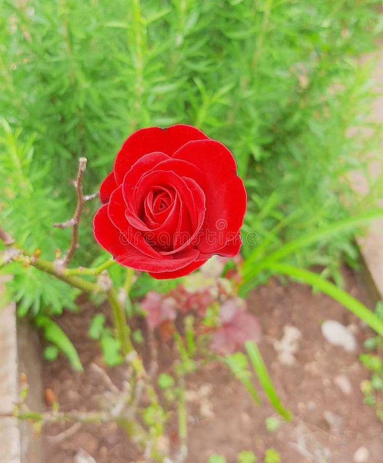Single Red Rose with Rosemary Stock Photo - Image of leaf, pink: 207319400