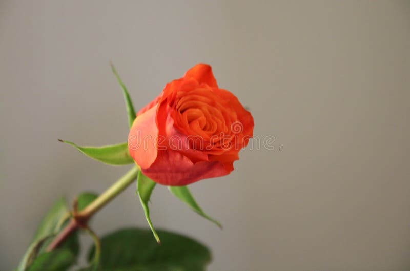 Single Red Rose - Side View. Red Rose Isolated On Gray Background ...