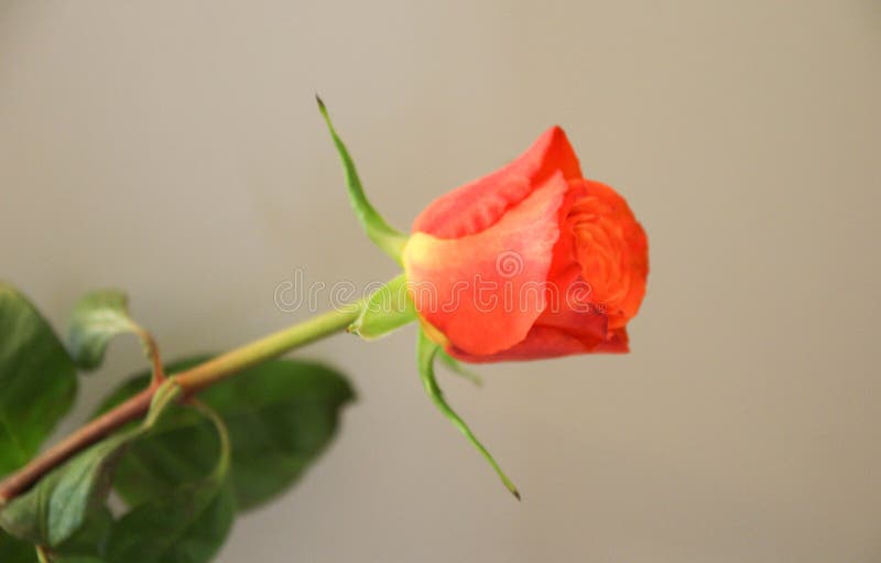 Single Red Rose - Side View. Red Rose Isolated on Gray Background ...