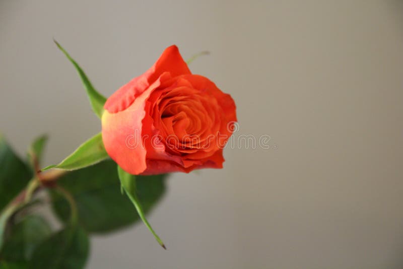 Red Rose Side on Wood and Green Leaves Stock Image - Image of single ...
