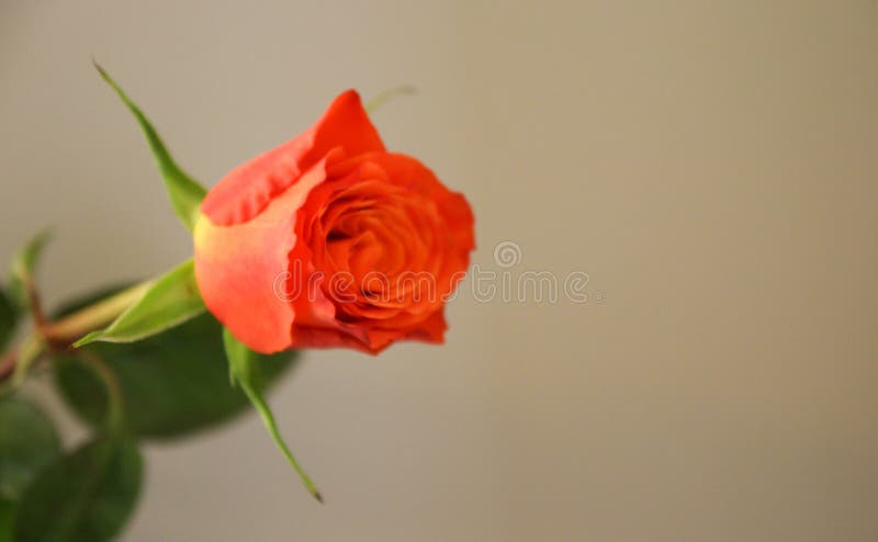 Single Red Rose - Side View. Red Rose Isolated on Gray Background ...